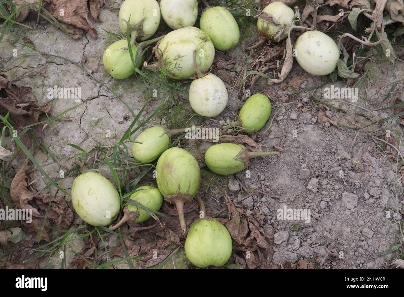 tasty and healthy brinjal on tree in farm for harvest Stock Photo - Alamy