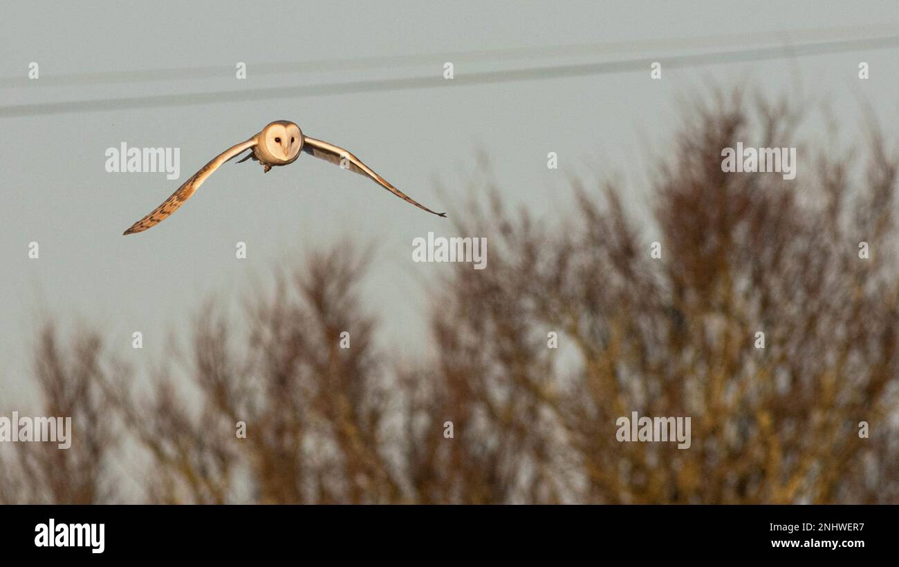Barn Owl in flight Stock Photo - Alamy
