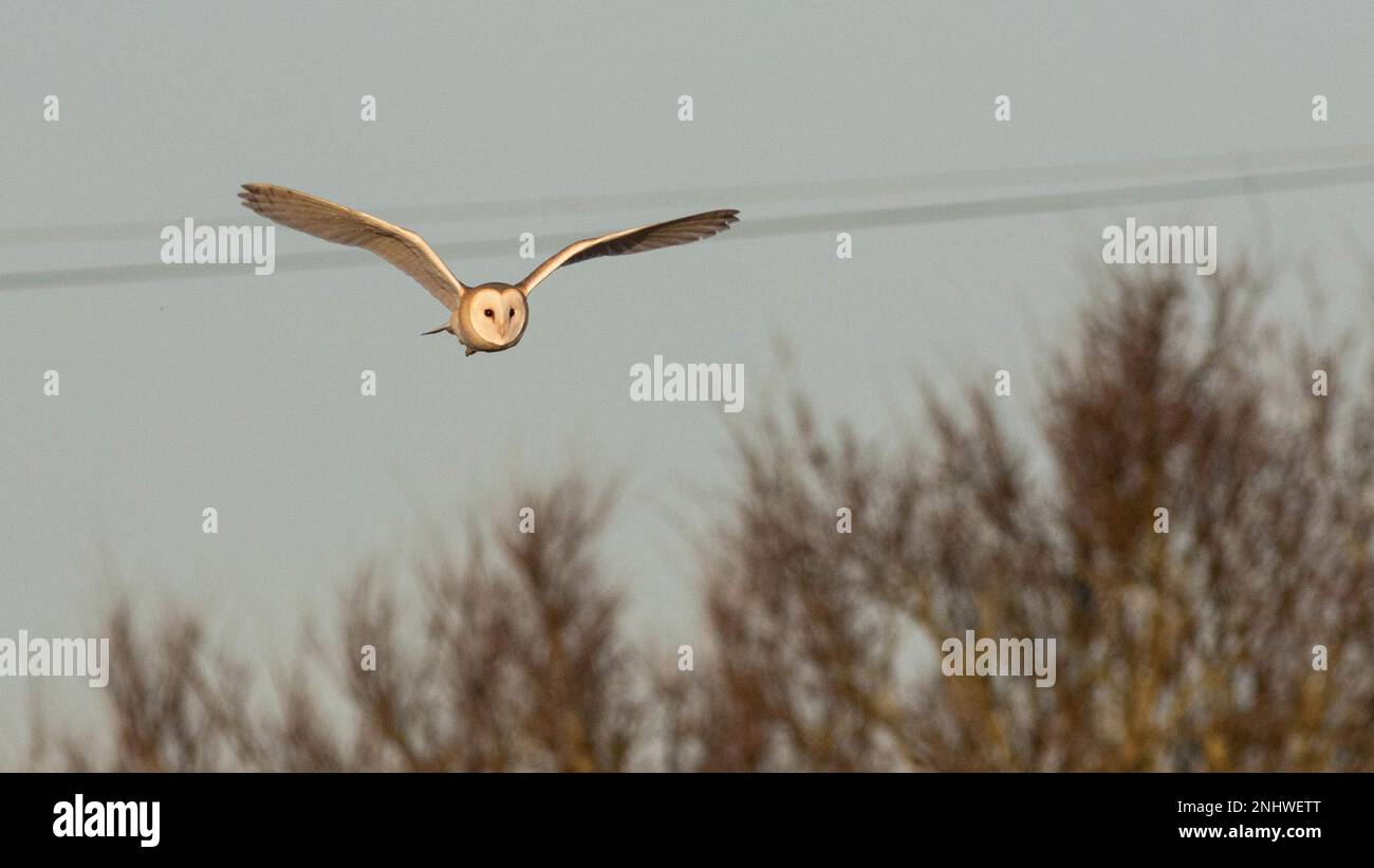 Barn Owl in flight Stock Photo - Alamy