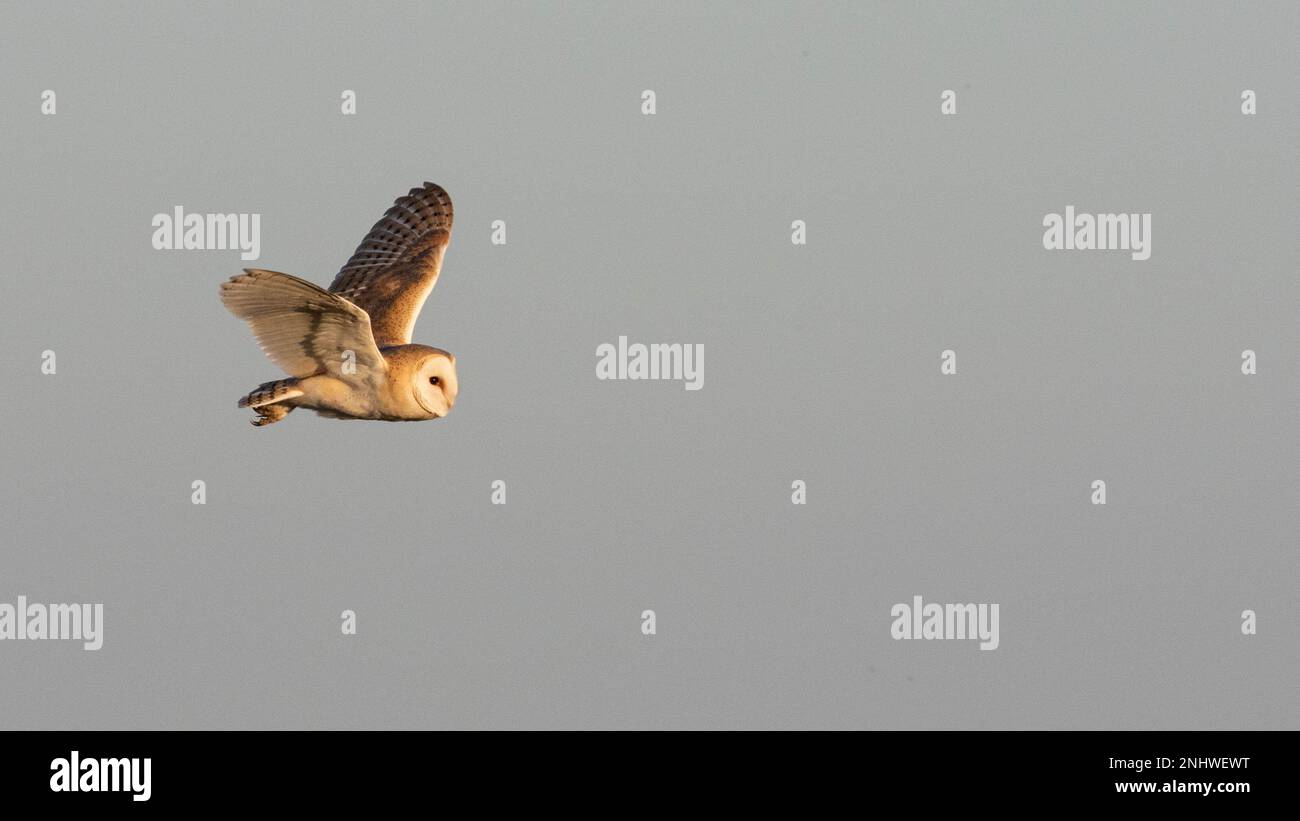 Barn Owl in flight Stock Photo - Alamy
