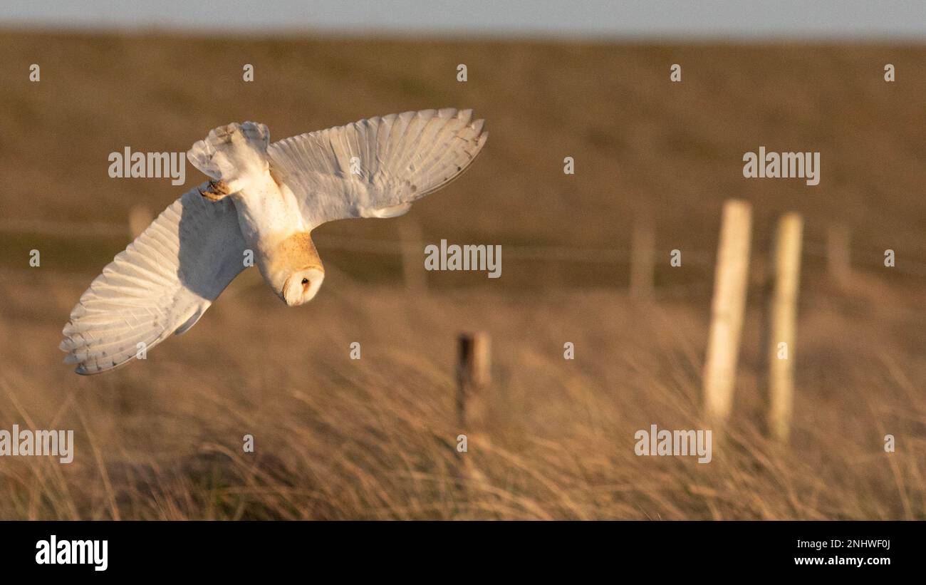 Barn Owl diving to catch prey Stock Photo - Alamy