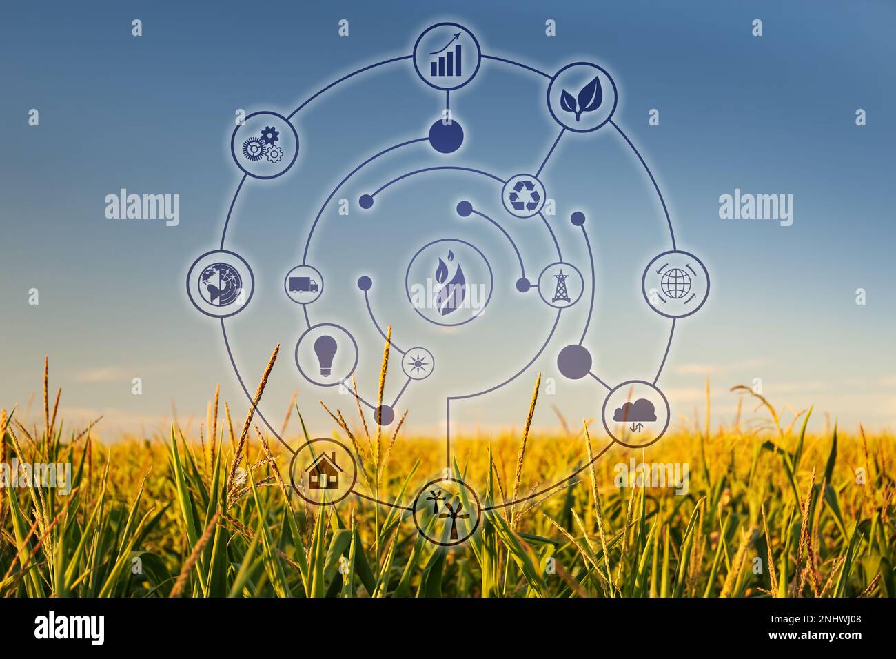 Digital eco icons and beautiful view of corn growing in field Stock ...