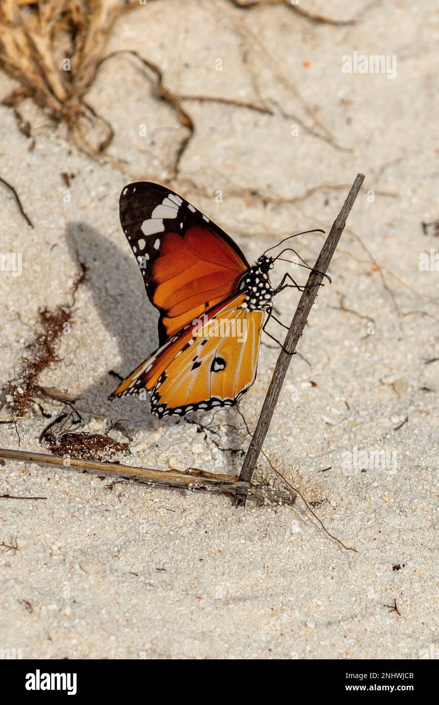 African Monarch, Danaus chrysippus on Assumption Island, Seychelles ...