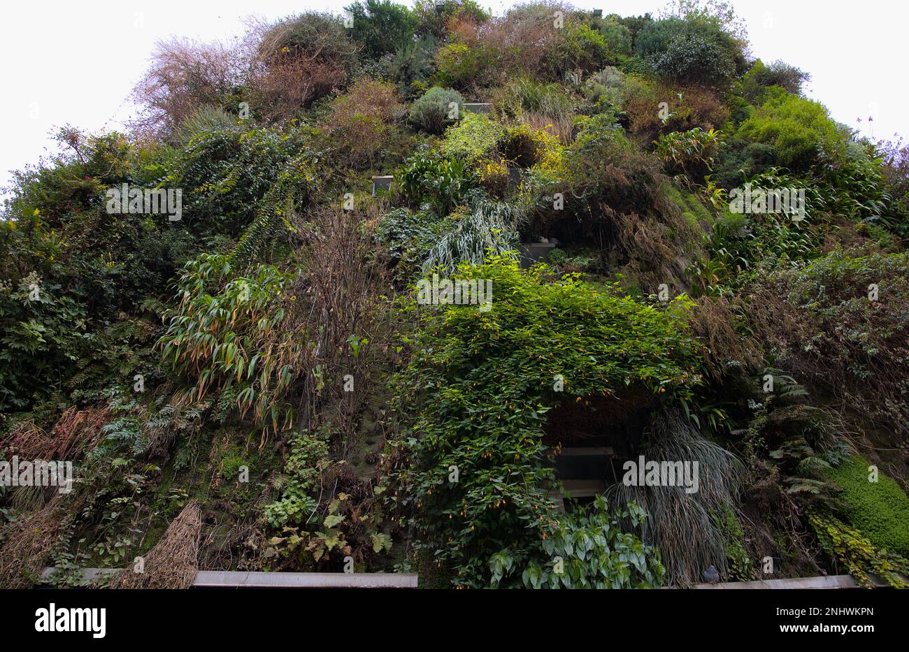 Green wall surviving the winter, Paris France Stock Photo - Alamy