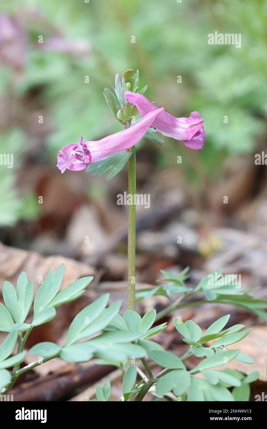 Corydalis solida, commonly known as Bird-in-a-bush, Fumewort or Solid ...