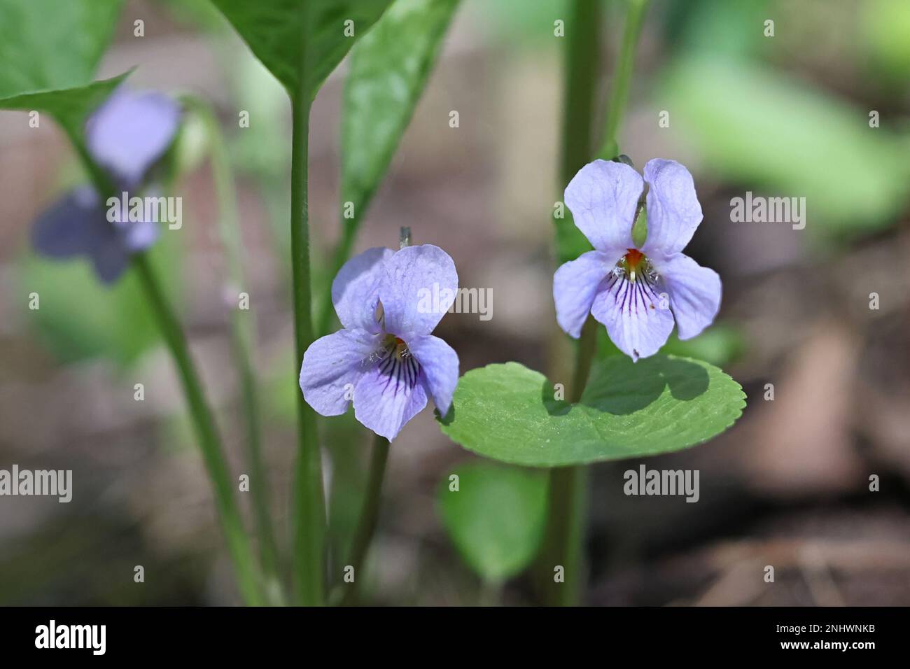 Wonder Violet, Viola mirabilis, wild spring flower from Finland Stock ...