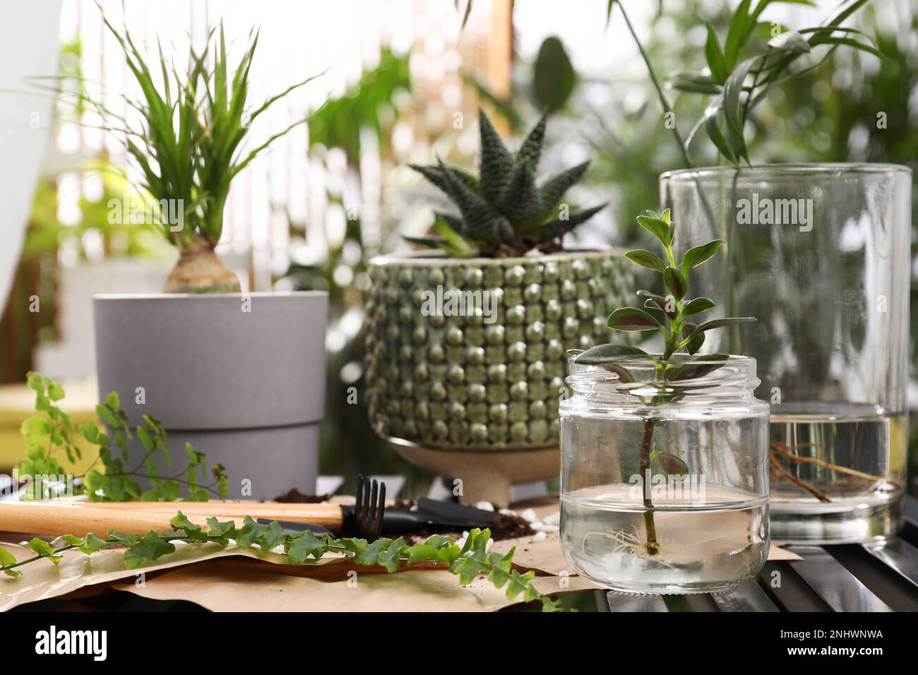 Different houseplants gardening tools hi-res stock photography and ...