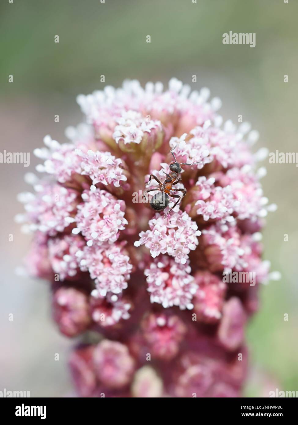 Petasites hybridus, known as Common Butterbur, Bog Rhubarb, Devil’s Hat ...