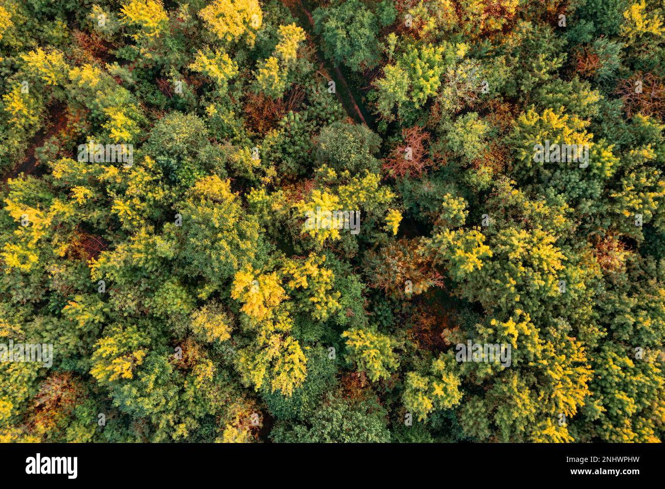 Aerial flight overhead autumn tree hi-res stock photography and images ...