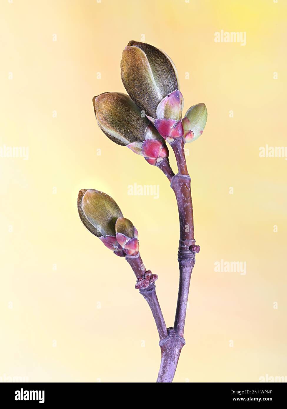 Leaf buds and flower buds of Maple tree, Acer platanoides Stock Photo ...