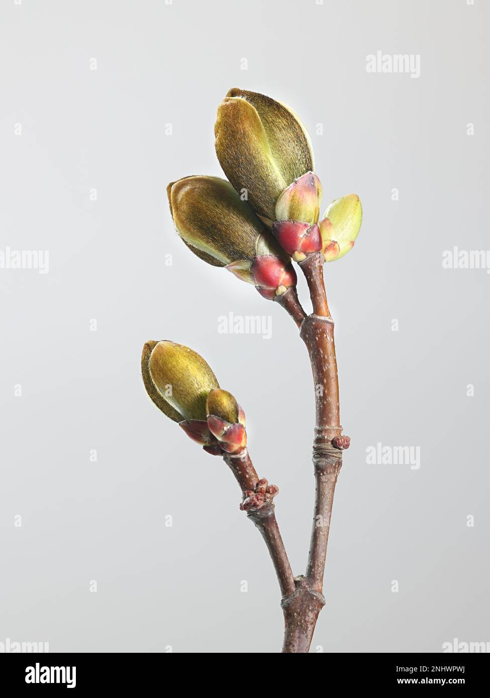 Leaf buds of Norway Maple, Acer platanoides, photographed in April ...