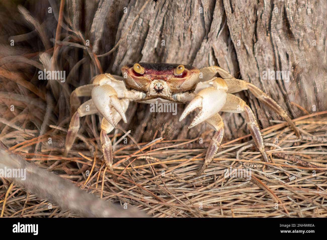 Assumption island seychelles hi-res stock photography and images - Alamy