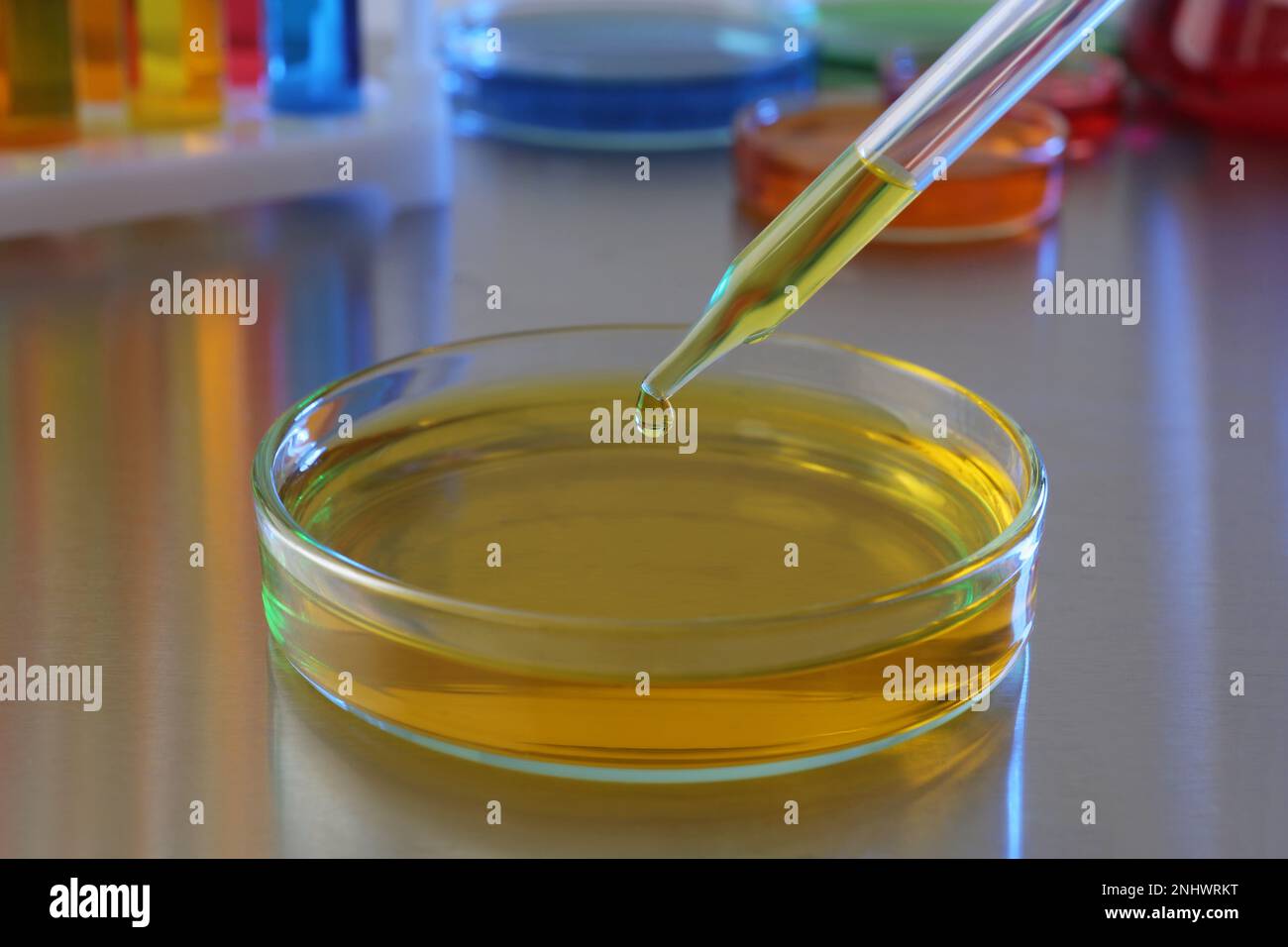 Dripping yellow liquid into Petri dish on grey table in laboratory ...