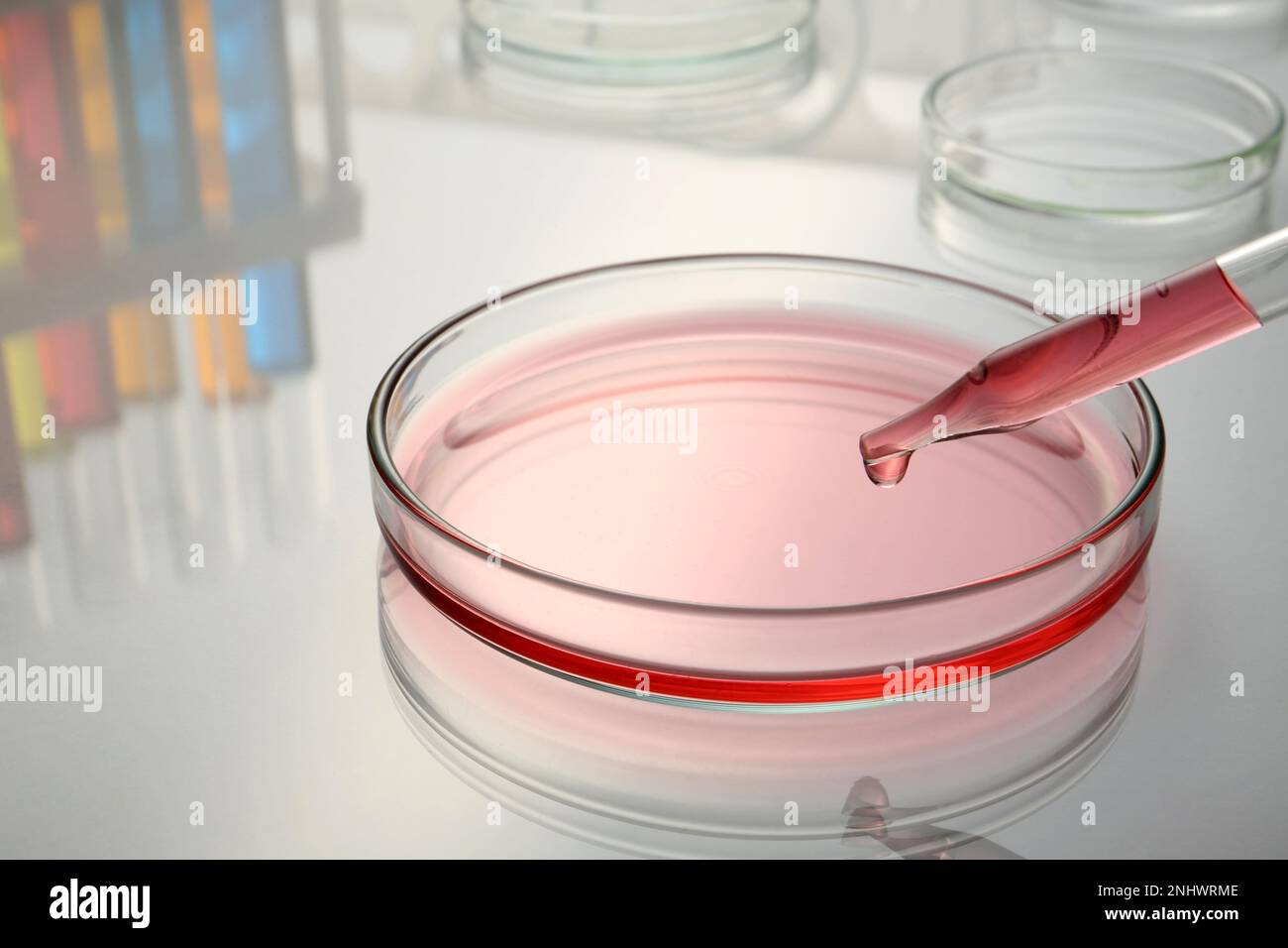 Dripping red reagent into Petri dish with sample on white table ...