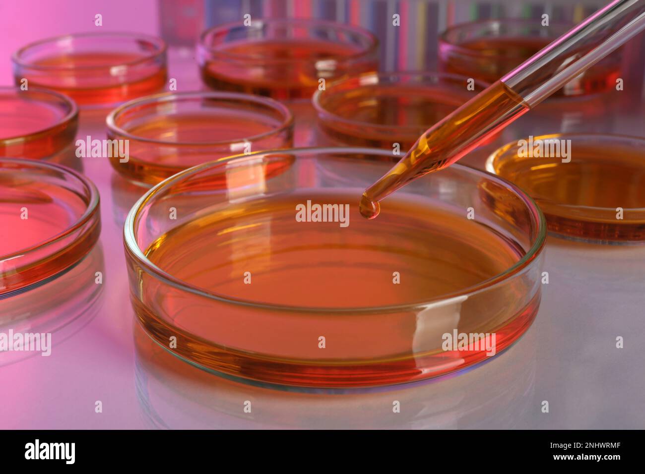 Dripping red liquid into Petri dish with sample on table, closeup Stock ...