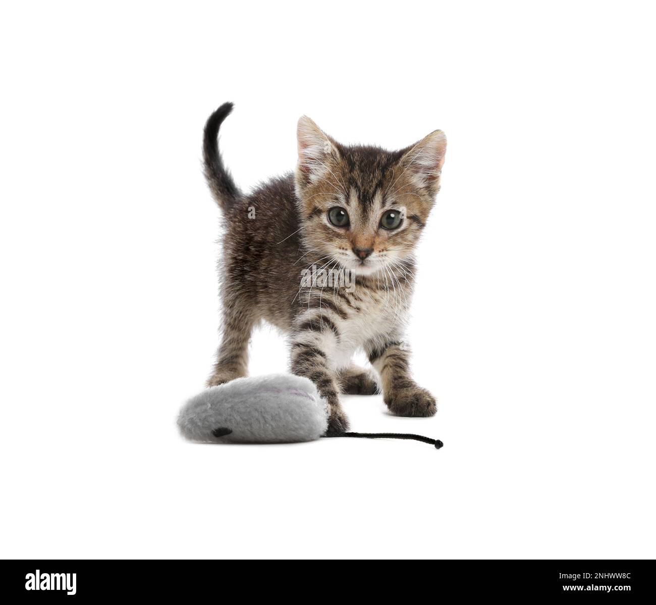 Cute little kitten playing with toy mouse on white background. Adorable ...