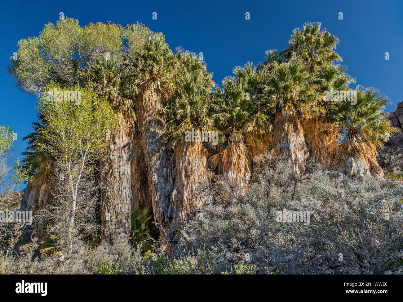 Woodland giant hi-res stock photography and images - Alamy