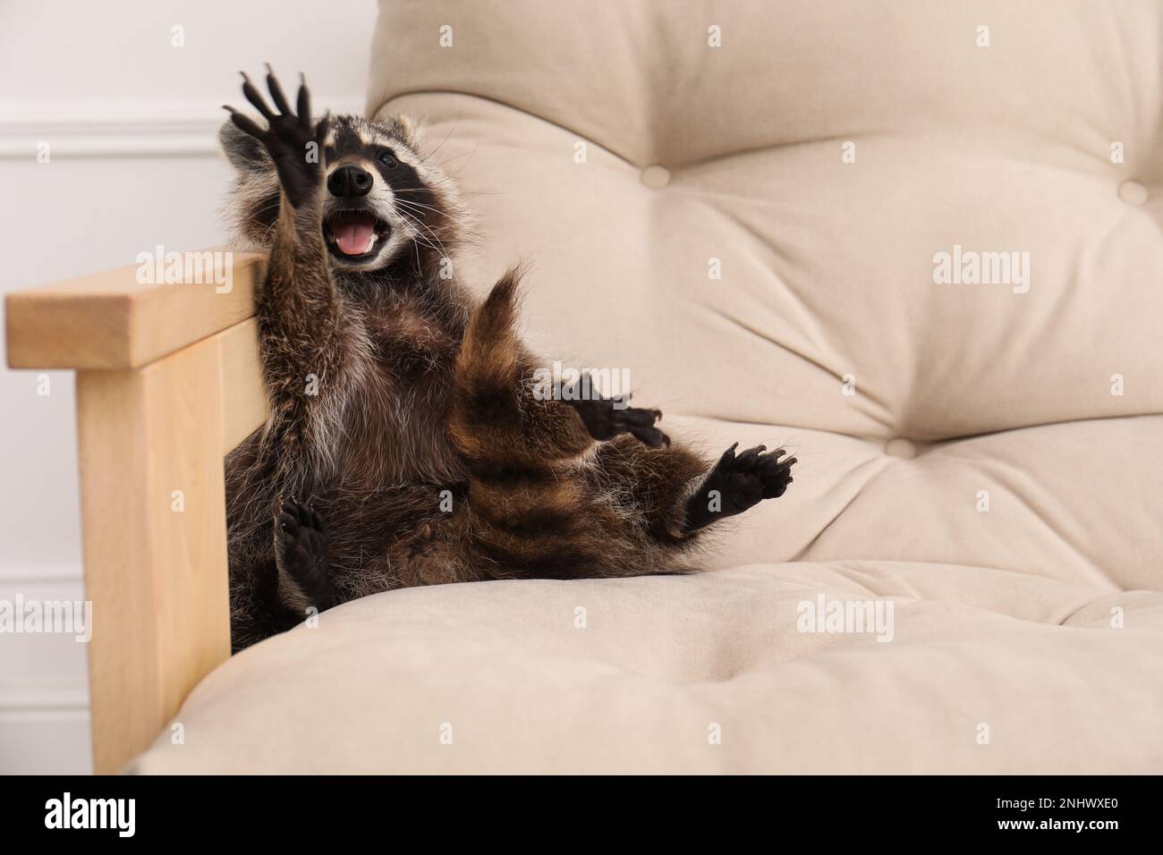 Cute funny raccoon on beige sofa indoors Stock Photo - Alamy