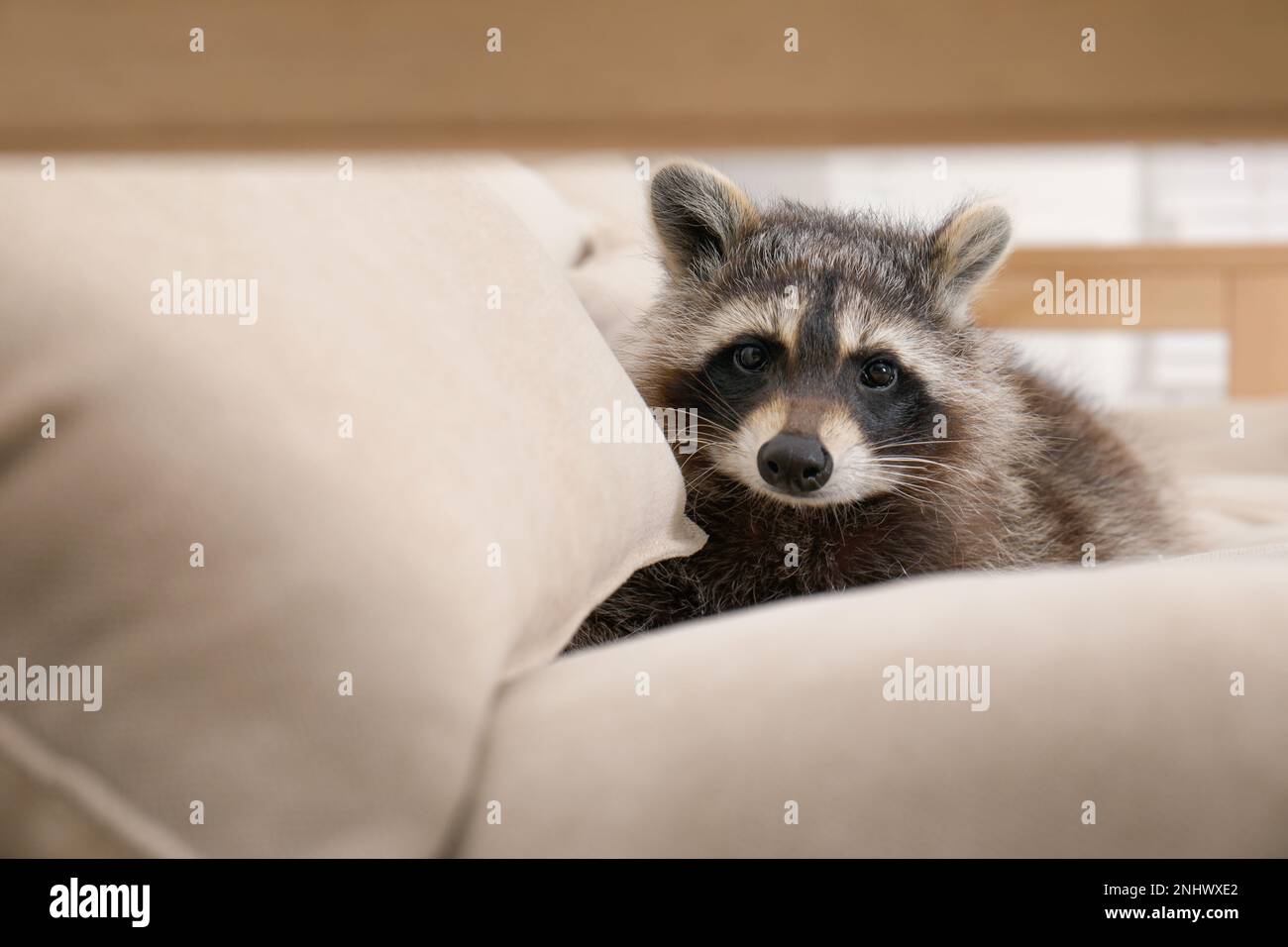 Cute funny raccoon resting on beige sofa Stock Photo - Alamy