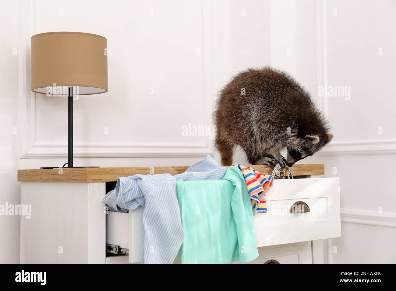 Cute mischievous raccoon playing with clothes on dresser indoors Stock ...