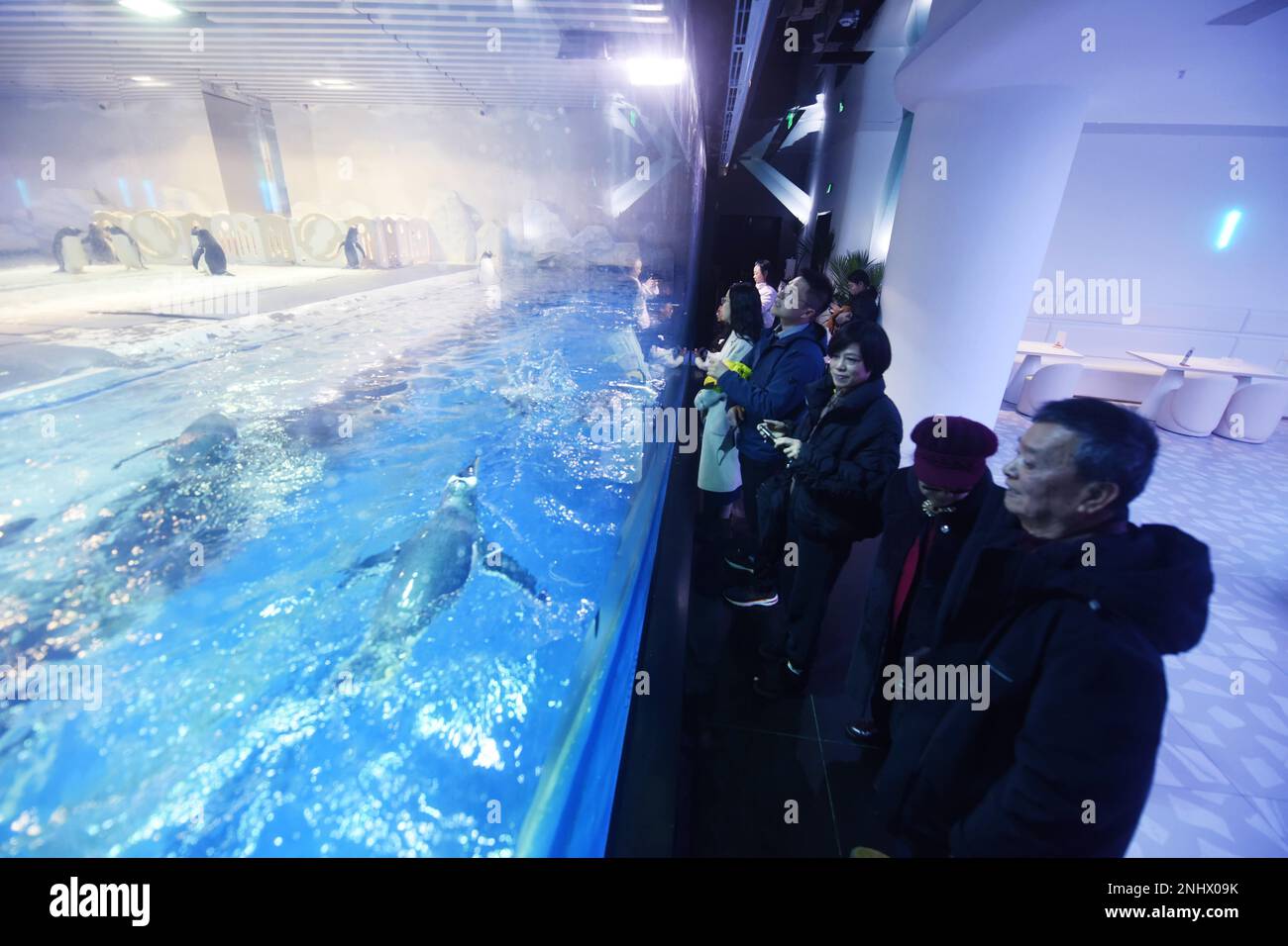 People watch the Papua penguins at China's first Papua restaurant in ...