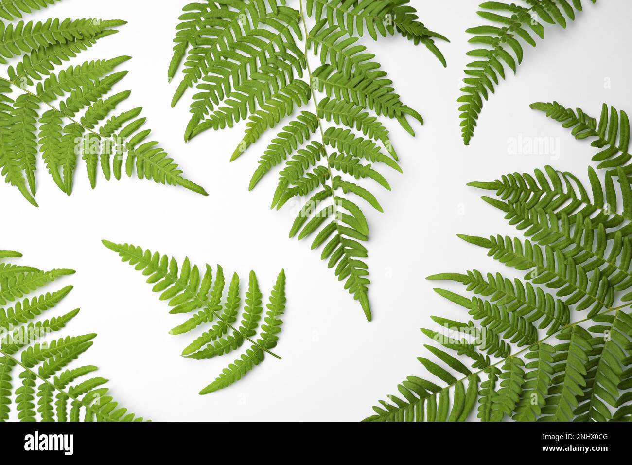 Beautiful tropical fern leaves on white background, top view Stock ...