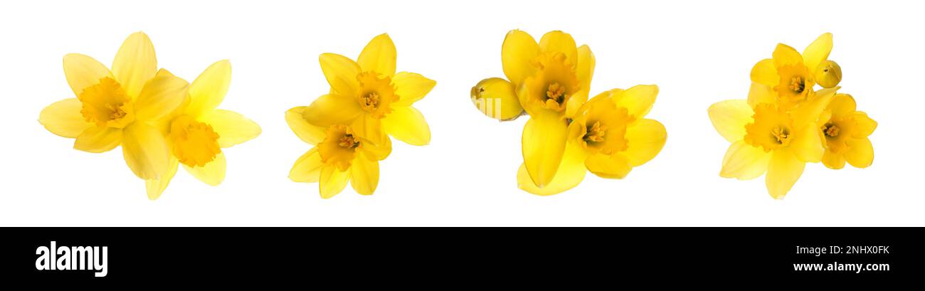 Set with beautiful yellow daffodils on white background. Banner design ...