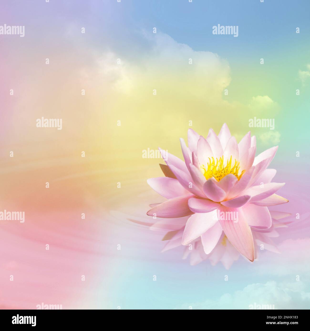 Floating beautiful lotus and reflection of sky with fluffy clouds on ...