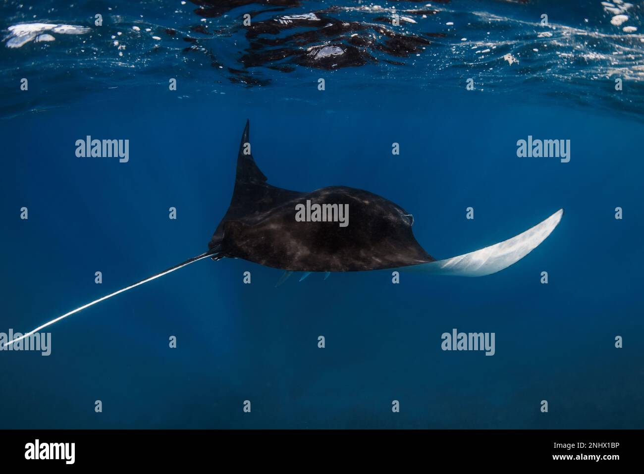 Giant manta ray fish glides in transparent ocean. Snorkeling with big ...