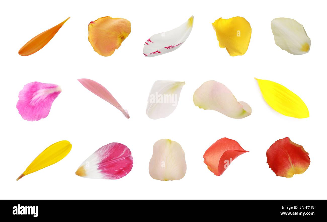 Set with different beautiful flower petals on white background Stock ...
