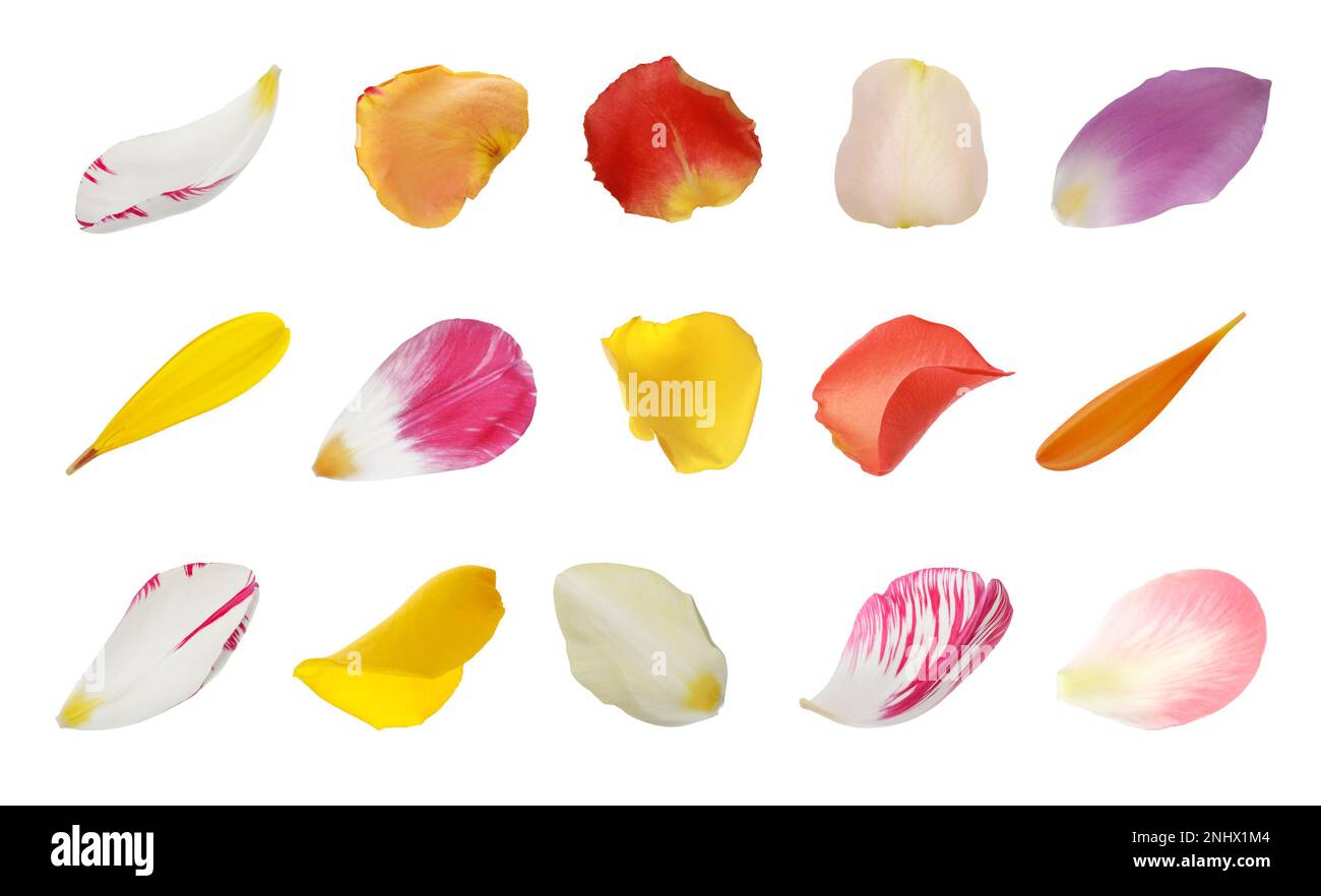 Set with different beautiful flower petals on white background Stock ...