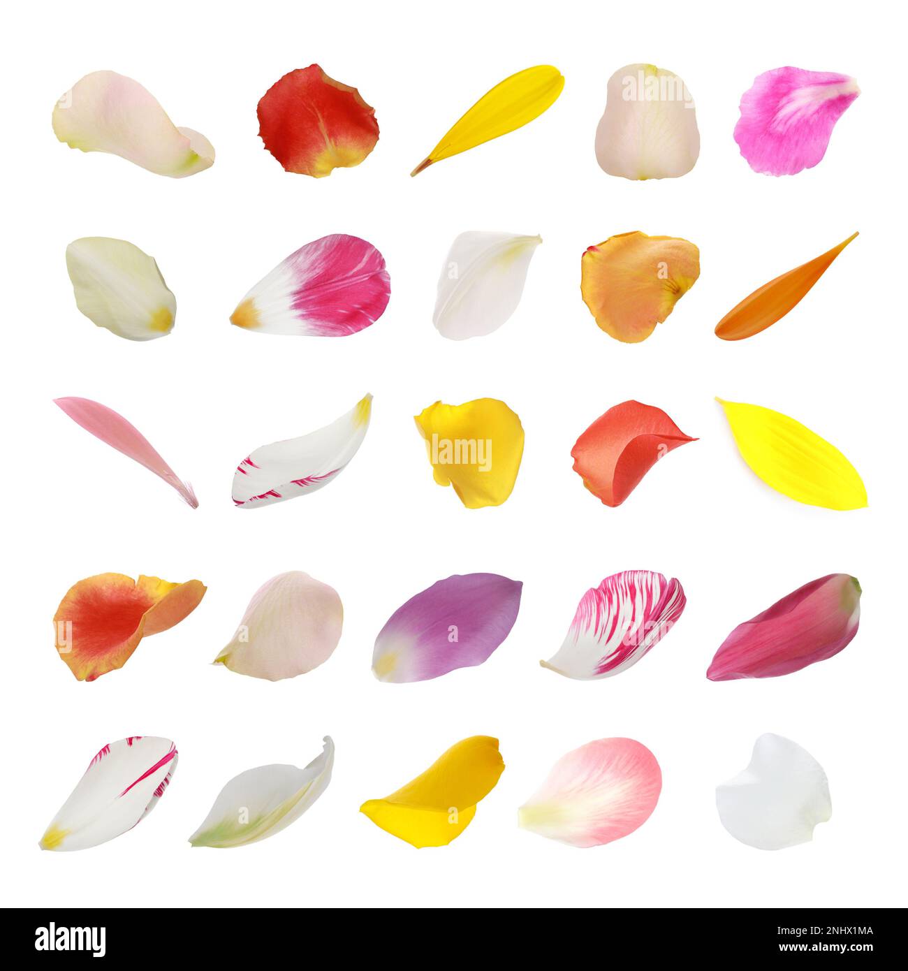 Set with different beautiful flower petals on white background Stock ...