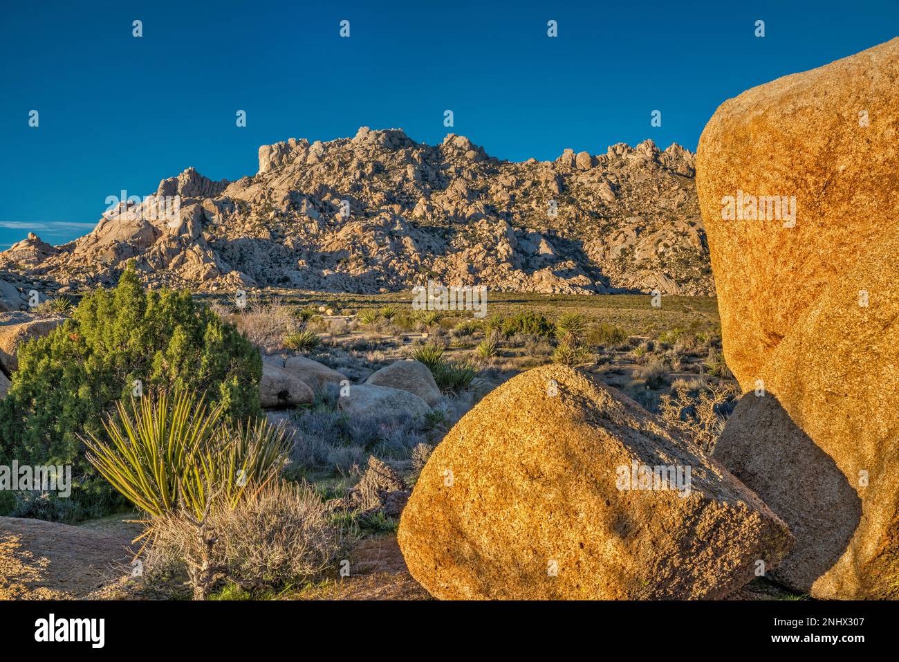 Yuccas, Granite Mountains at sunrise, from viewpoint near Granite Pass ...