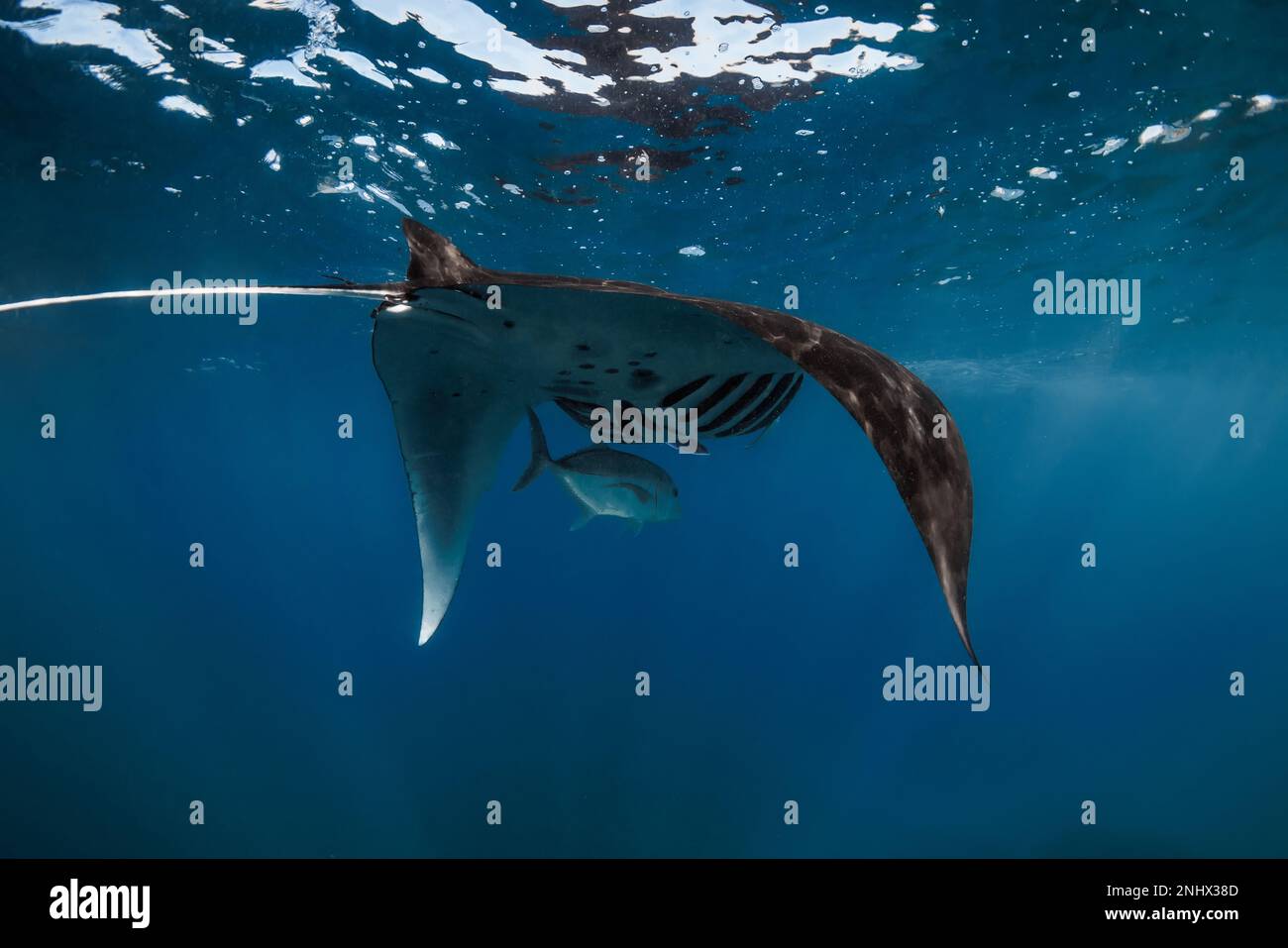 Manta ray fish glides in ocean. Snorkeling with giant fish in blue ...