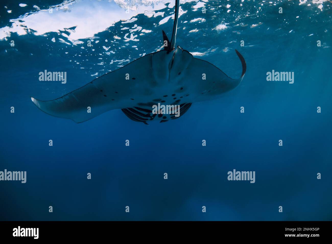 Manta ray fish glides in ocean. Snorkeling with giant fish in blue ...