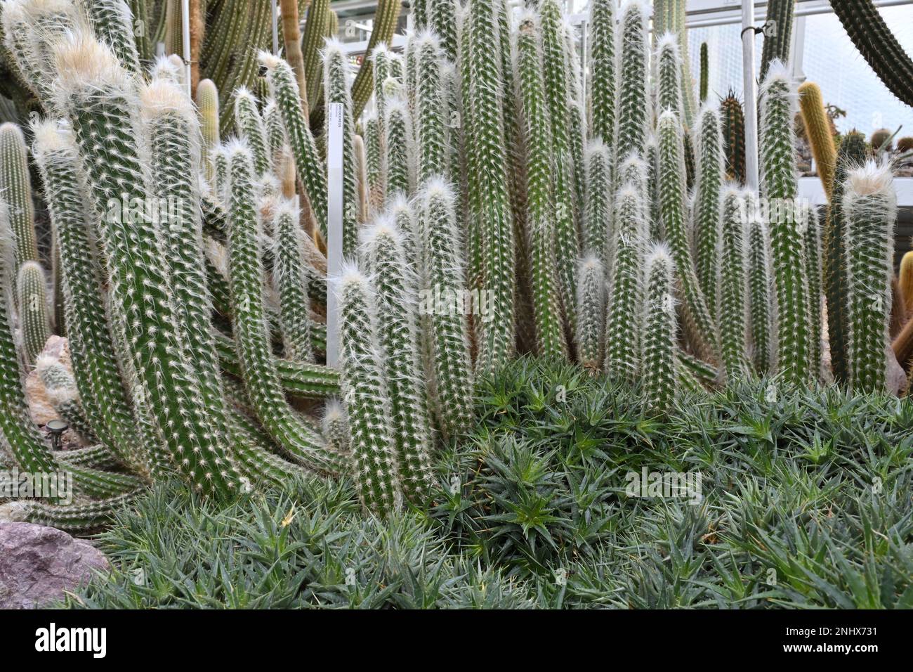 Colony of cactus in Latin called Oreocereus doelzianus growing in ...