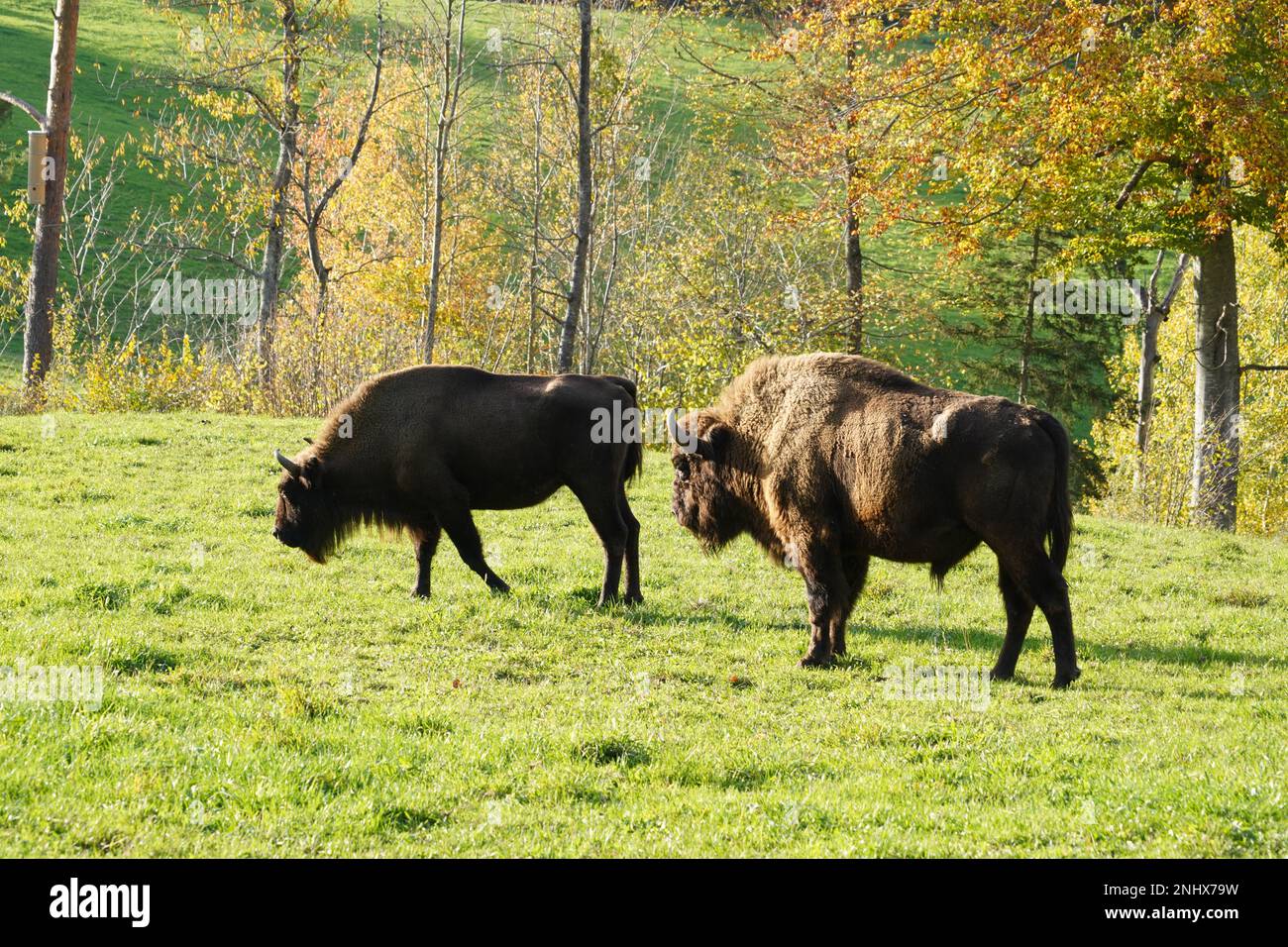 Wisent bison grass hi-res stock photography and images - Alamy