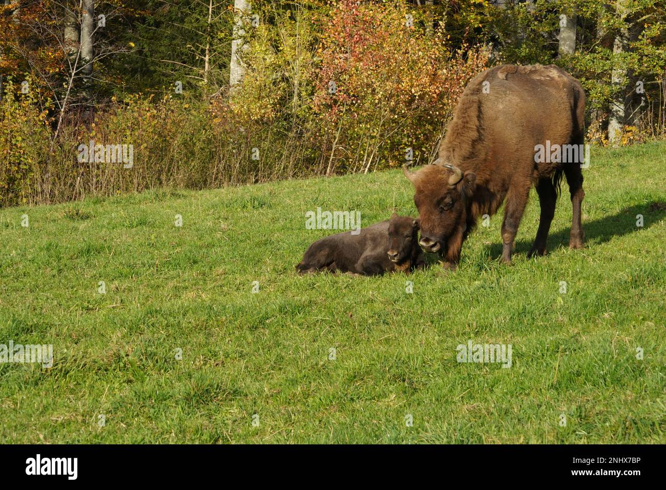 One adult animal of wisent or European Bison, Bison bonasus in Latin is feeding and one calf is ...