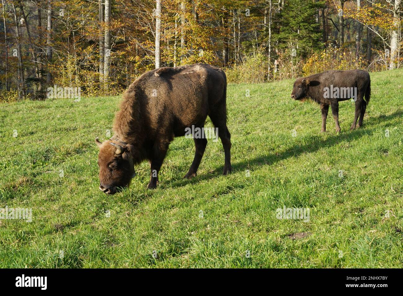 Wisent bison grass hi-res stock photography and images - Alamy