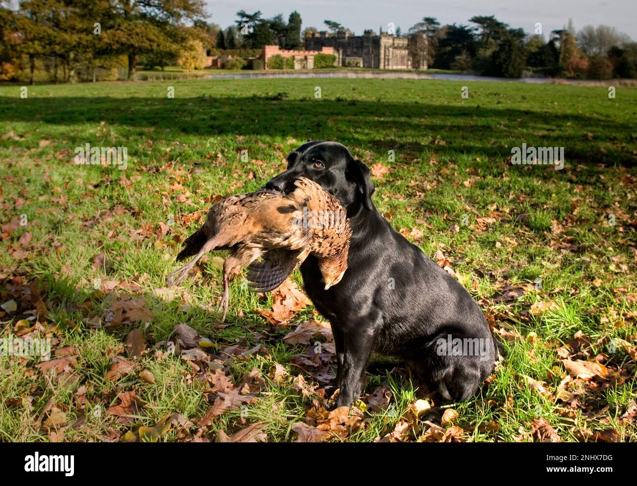 Black Labrador gun dog with a pheasant it has just retrieved on a shoot ...