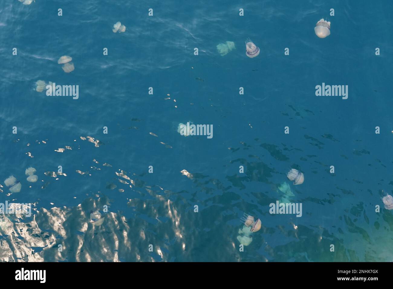 A lot of jelly fishes in Adriatic Sea near the coast in port of Koper ...