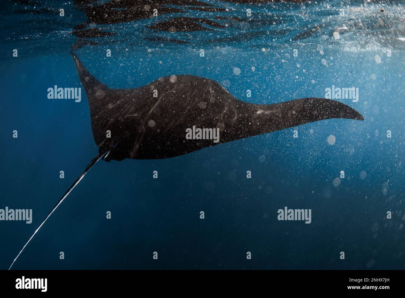 Giant manta ray fish glides in ocean. Snorkeling with big fish in blue ...