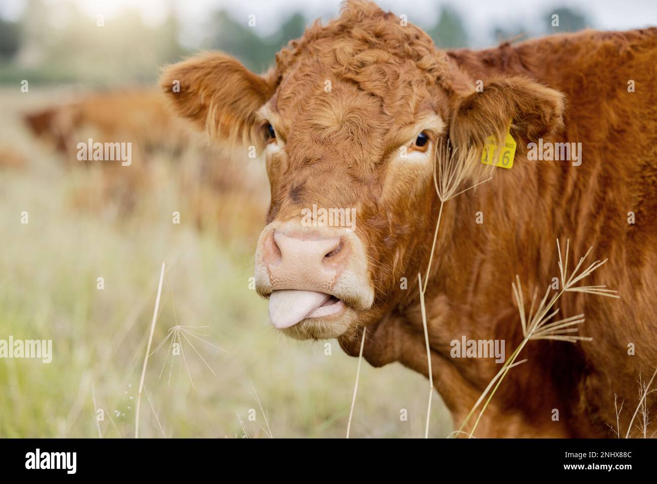 Farm, cow and tongue with cattle in a field for sustainability ...