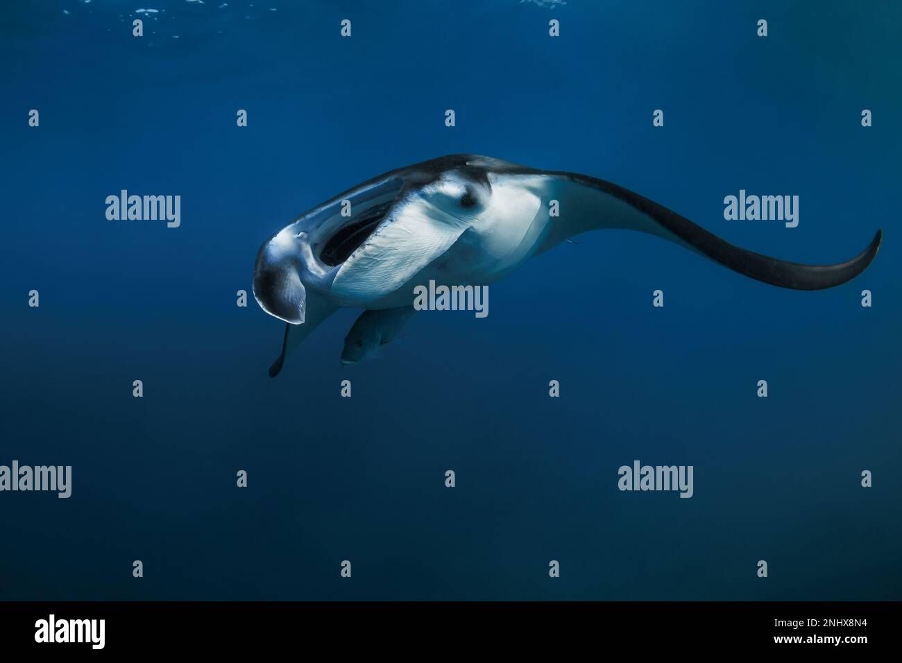 Manta ray swimming freely in open ocean. Giant manta in the blue ...