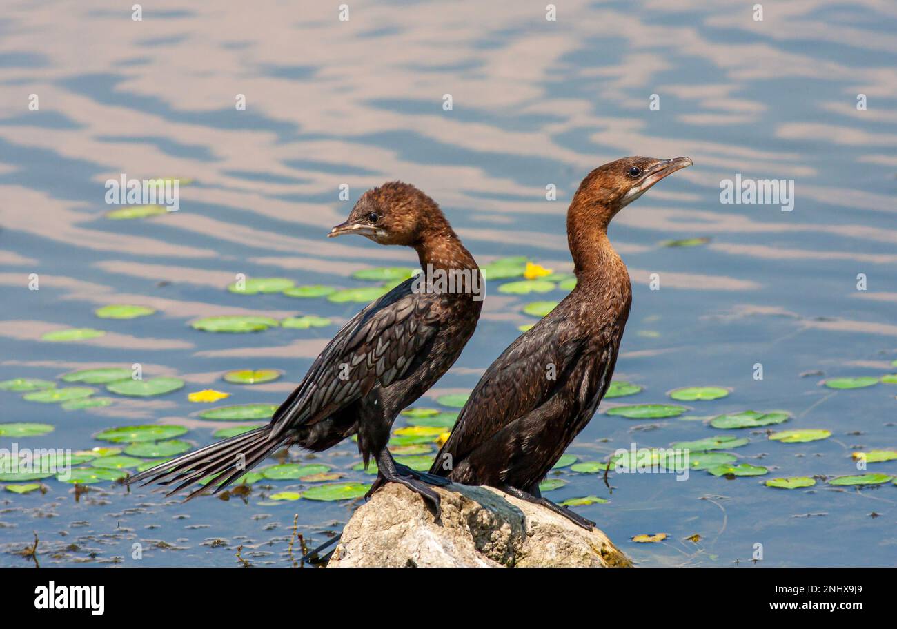 bird watching around on the stone, Pygmy Cormorant, Microcarbo pygmaeus ...