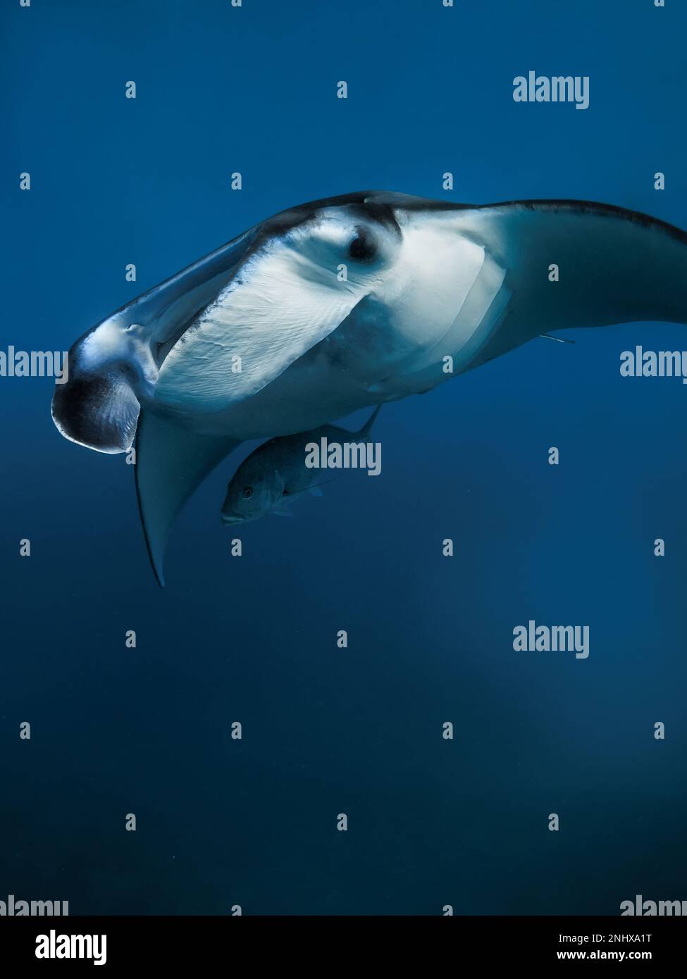 Close up view of giant manta ray fish. Big fish in blue ocean Stock ...