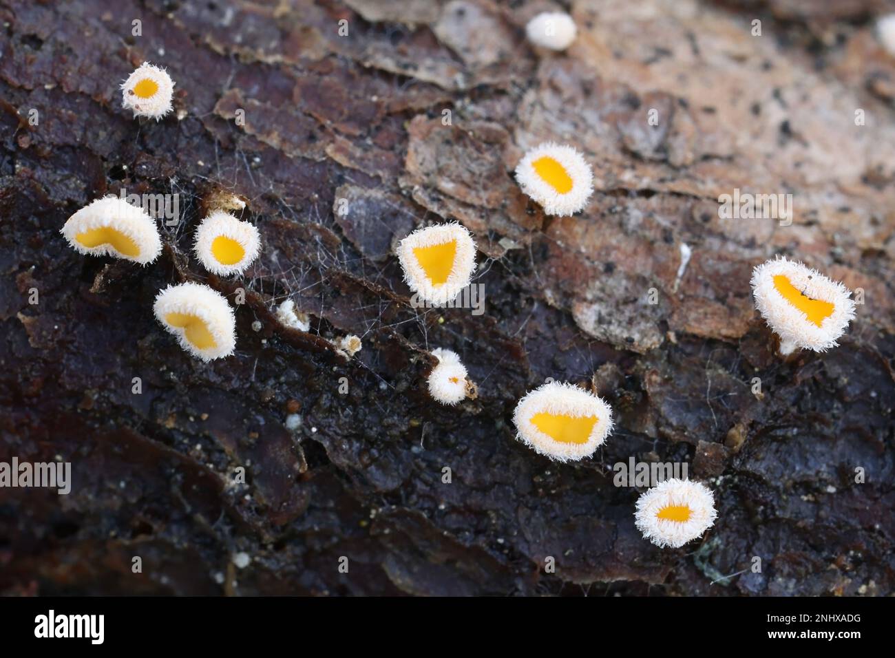 Lachnellula calyciformis, a disco fungus from Finland, no common ...