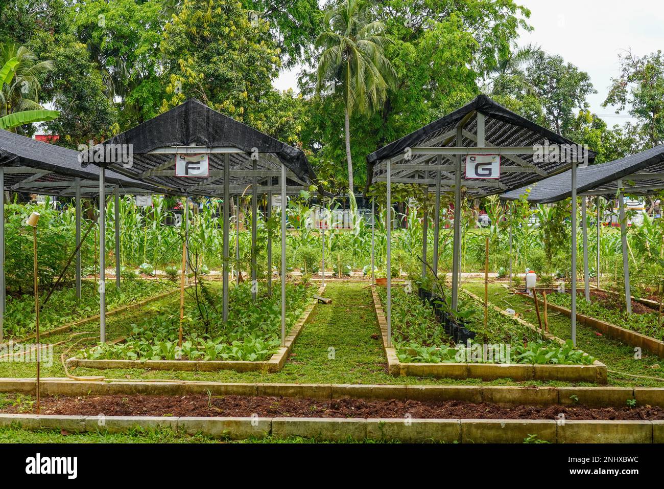 Rows of baby tomatoes and corn on the plantation department research ...
