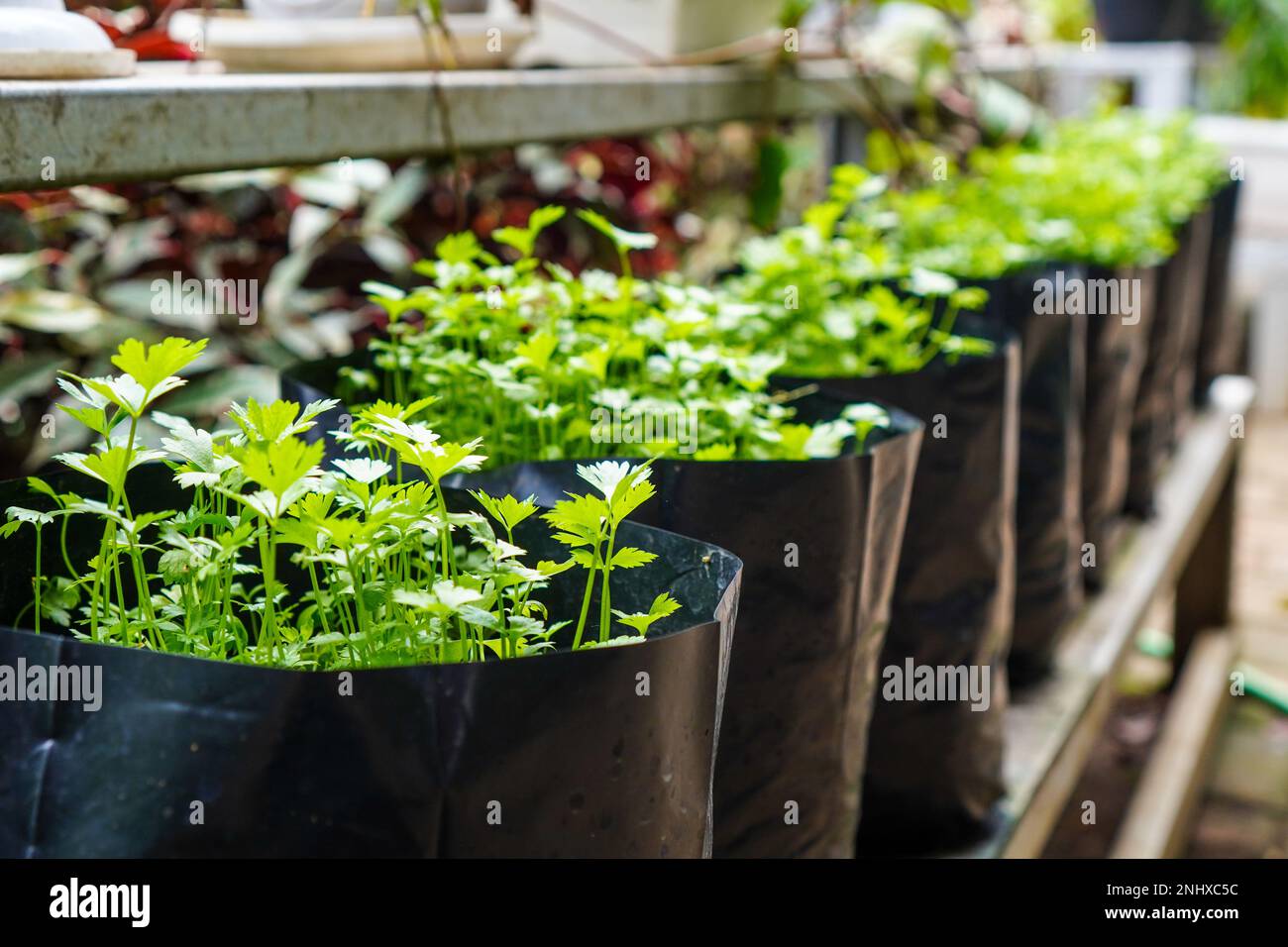 Vegetable seedlings greenhouse march hi-res stock photography and ...