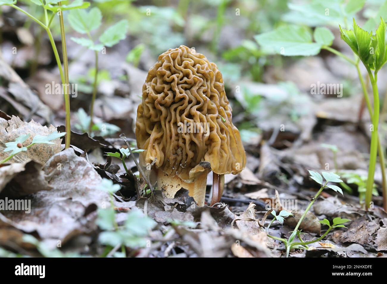 Verpa bohemica, known as the early morel, early false morel) or the ...